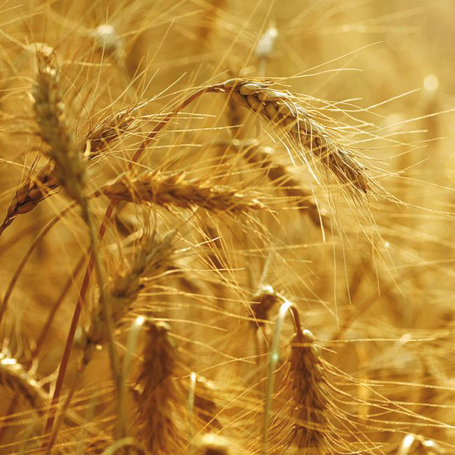 Diflufenican - Herbicides - SIPCAM OXON