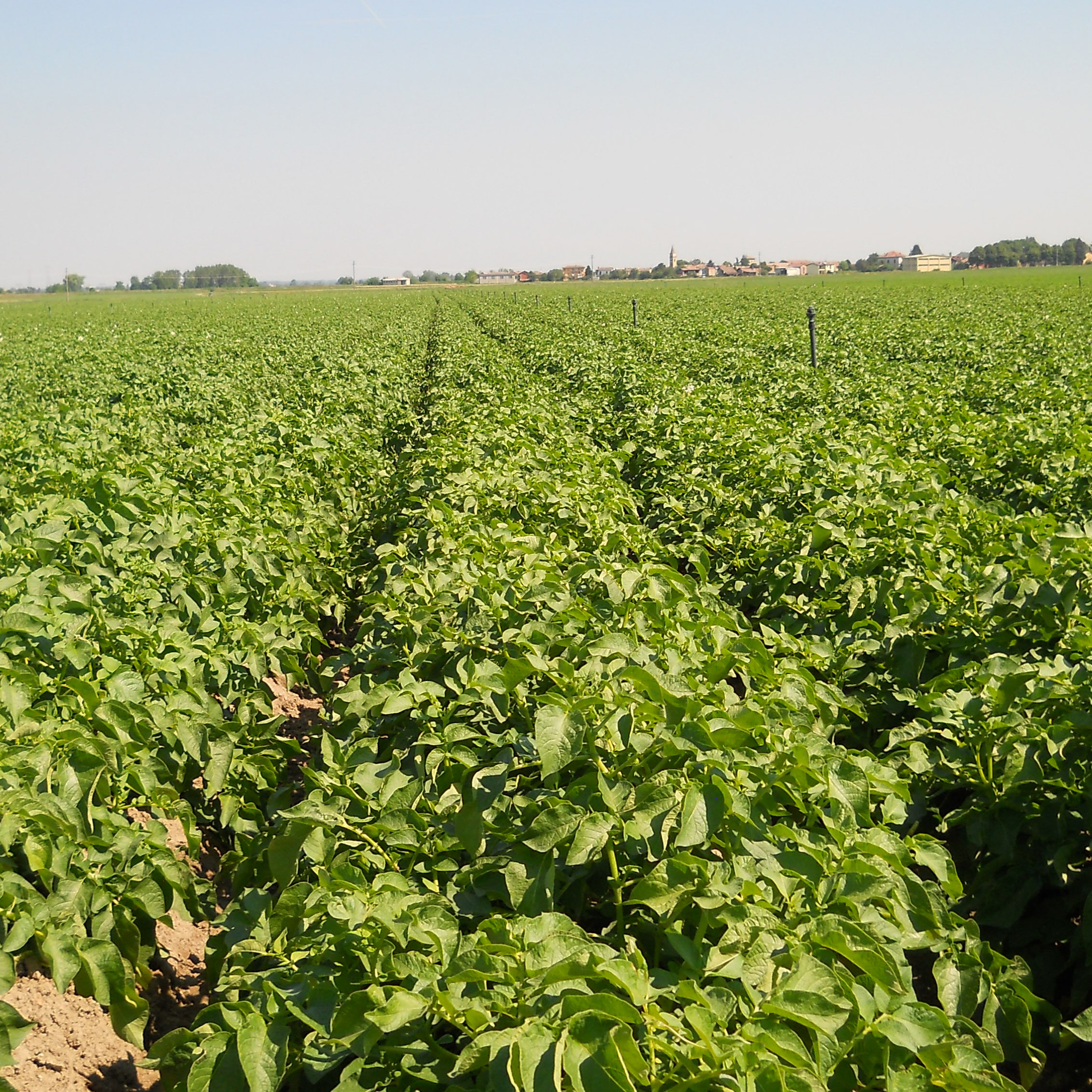 Clomazone - Herbicides - SIPCAM OXON