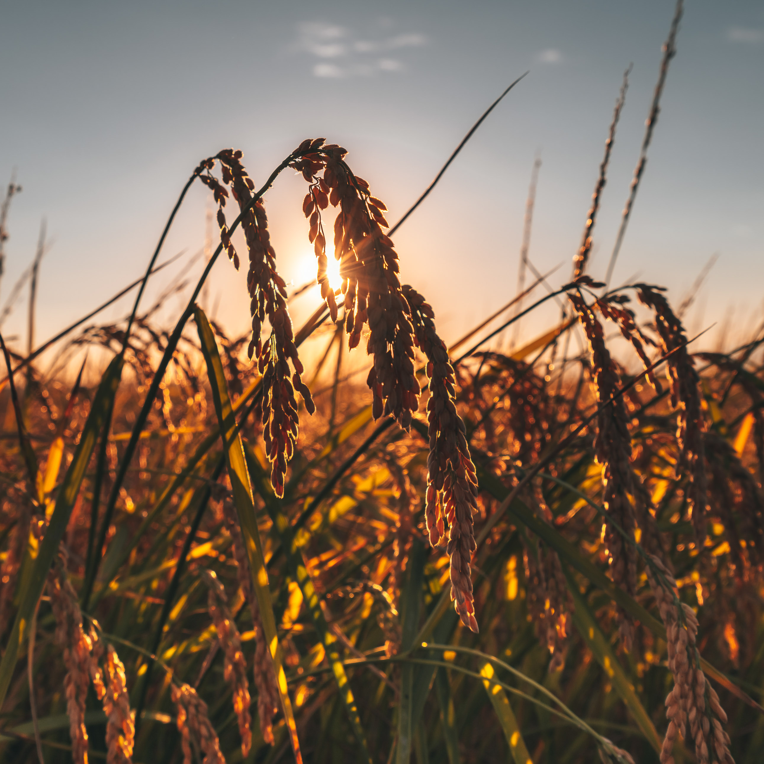 Azoxystrobin - Fungicides - SIPCAM OXON