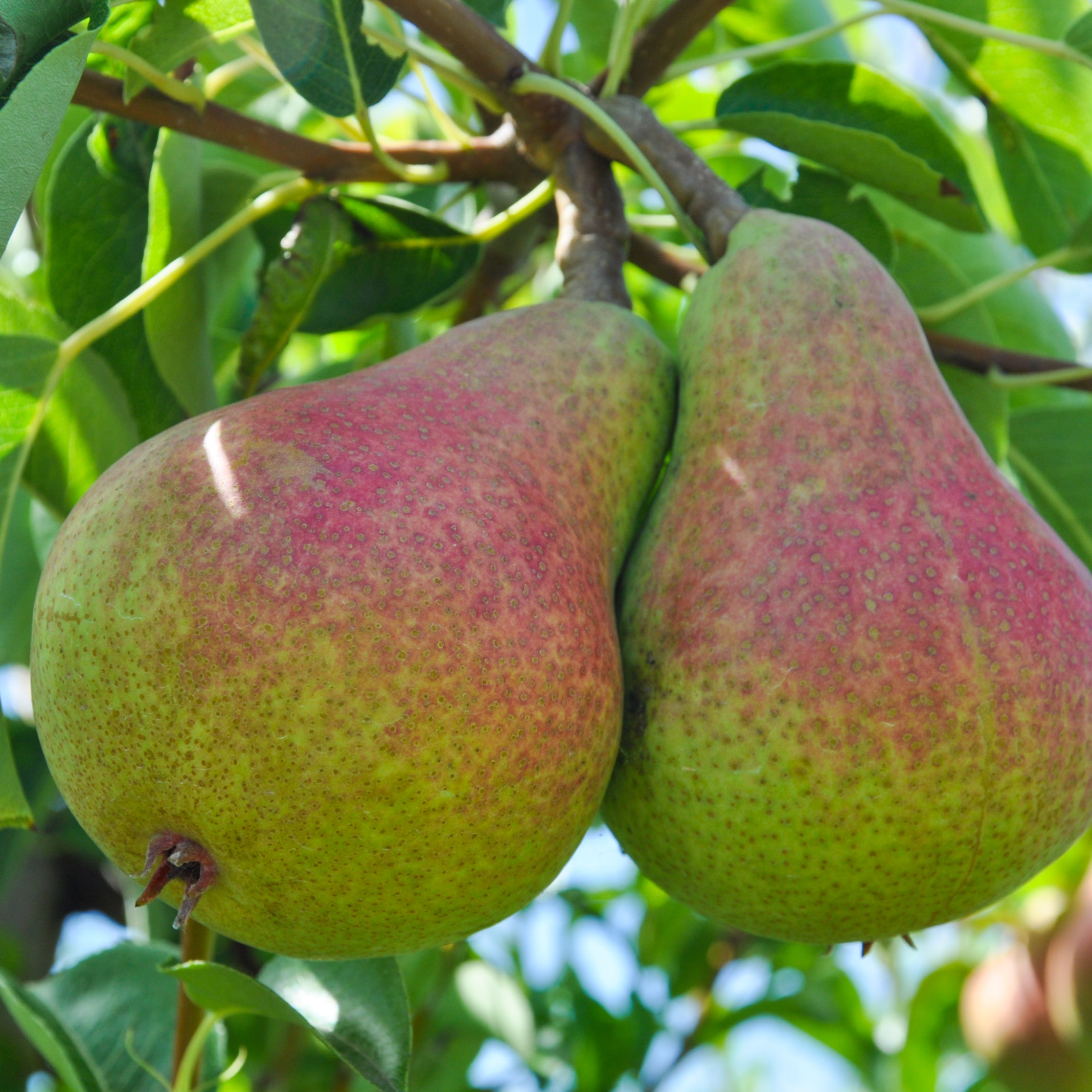 Prothioconazole - Fungicides - SIPCAM OXON